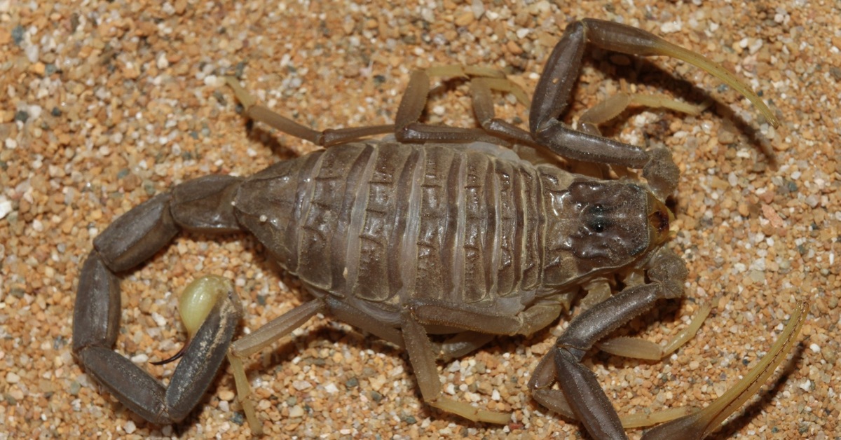 Leiurus jordanensis Loureno, Modry & Amr, 2002 - 16.08.24 18:50 | Пикабу