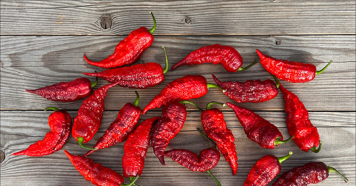 Fox Dark Ghost Gnarly Ruby | Пикабу