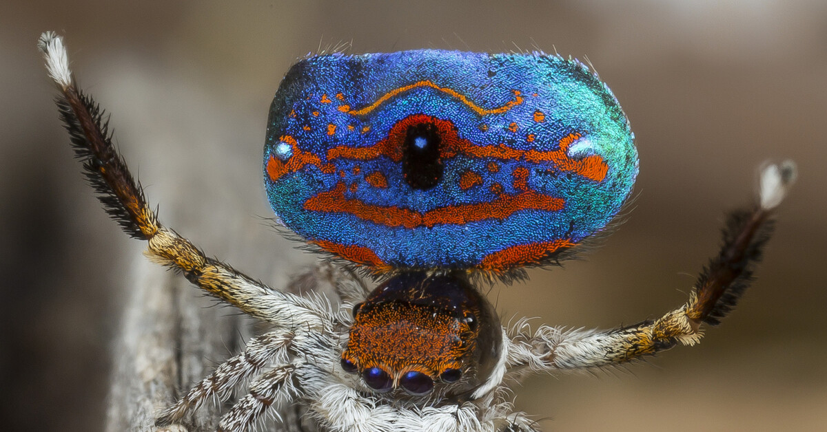 Nice ass, bro! #50 - 17.11.24 10:49 | Пикабу