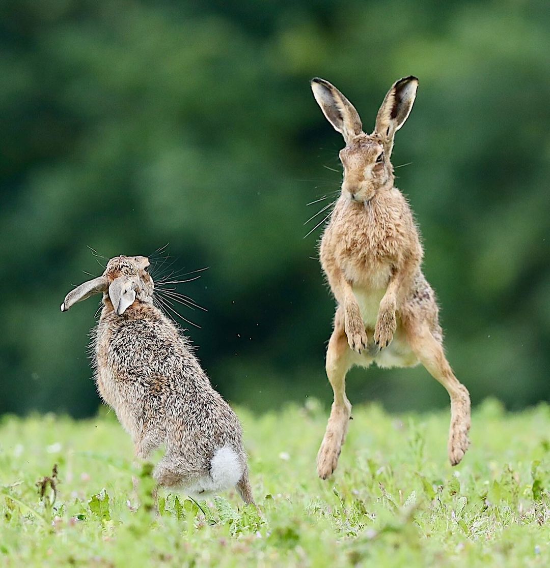 Соревнования по прыжкам в высоту | Пикабу