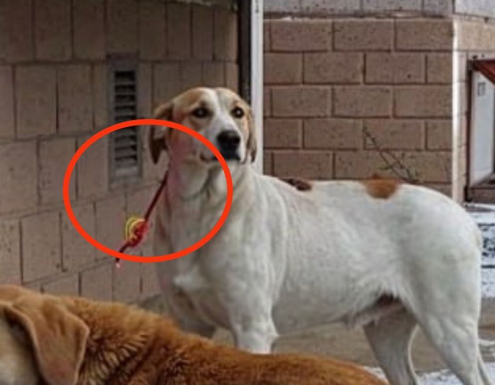 Как зоозащитники клепают фейки | Пикабу