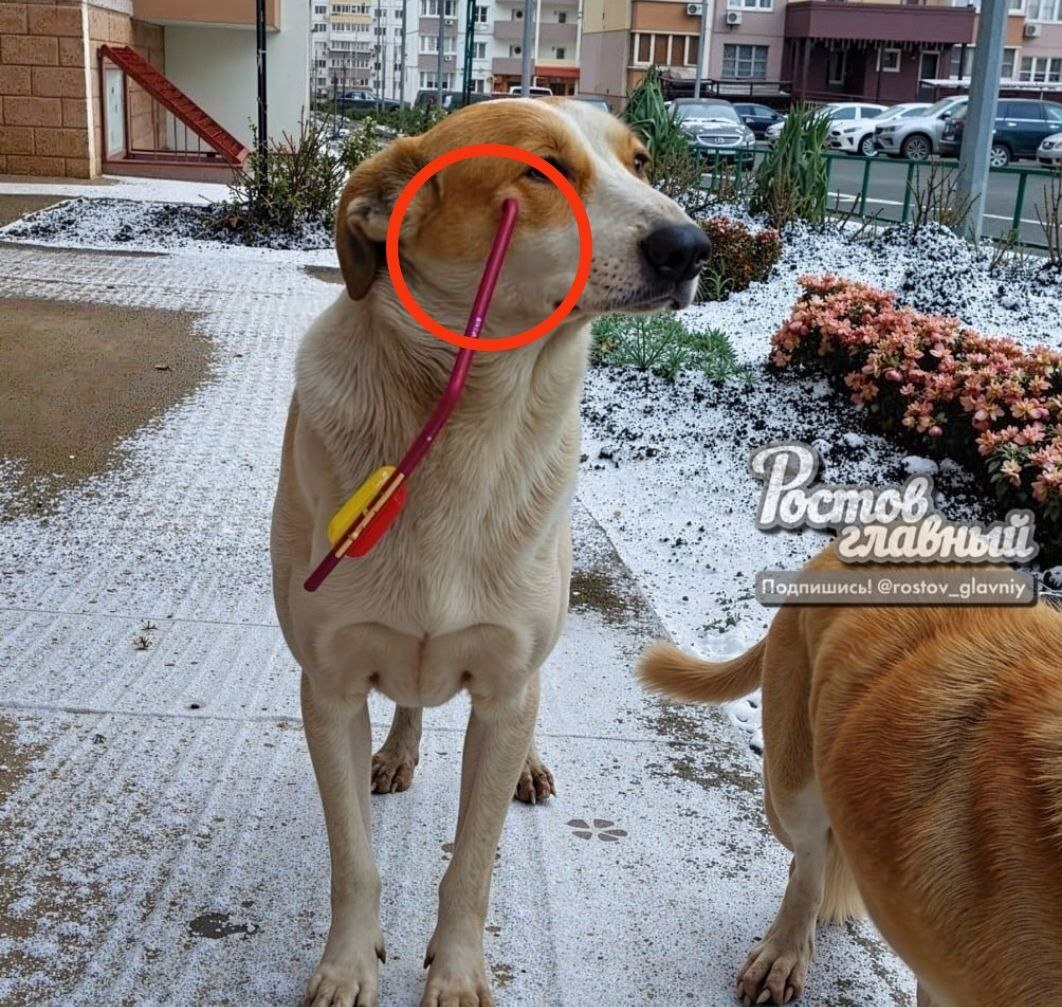 Как зоозащитники клепают фейки | Пикабу