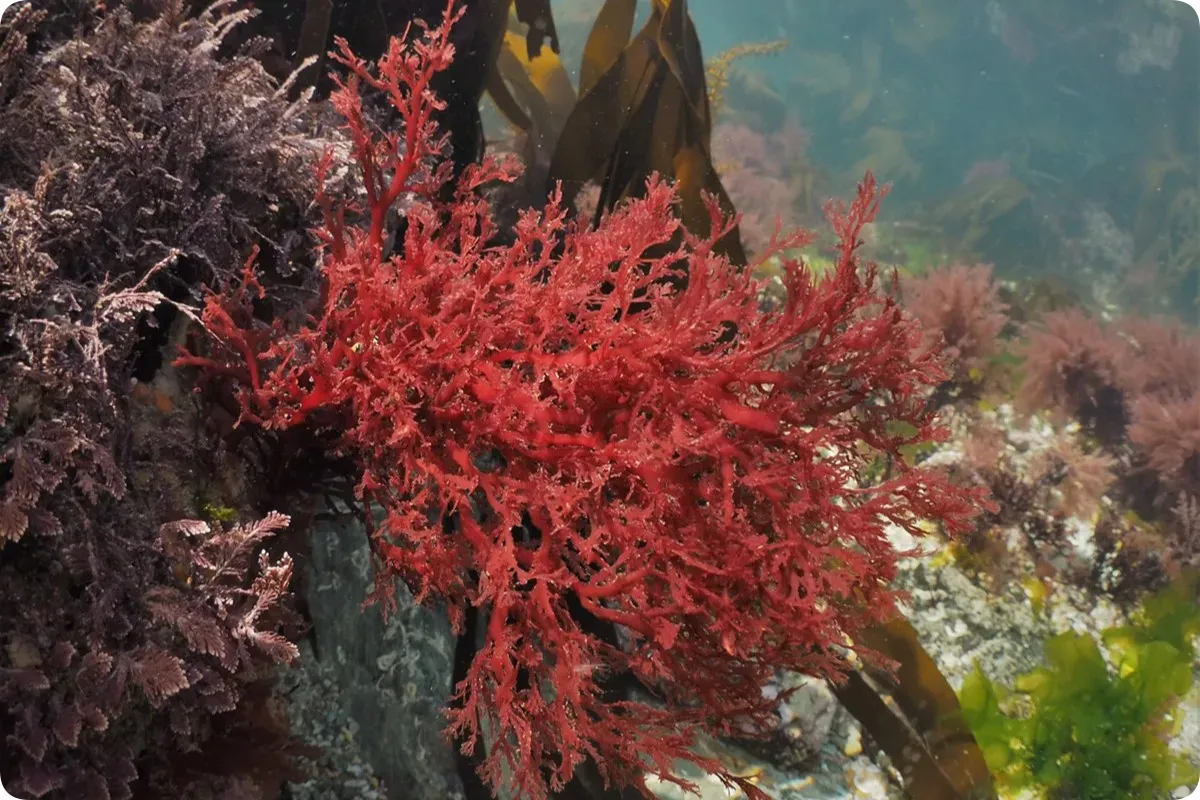 Каллофиллис клювоплодный | Пикабу