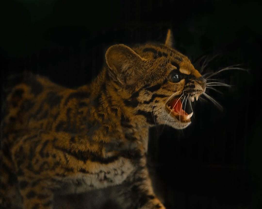 Недовольный маргай - 05.02.25 20:17 | Пикабу