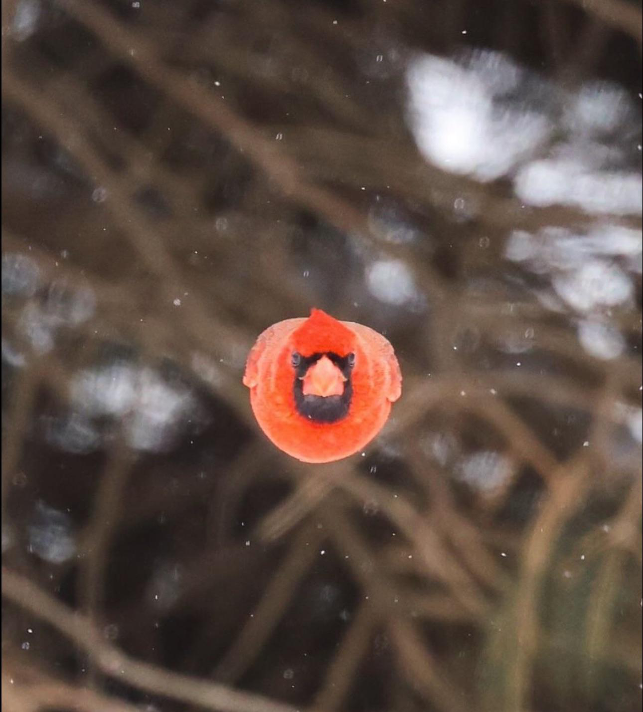 Angry bird | Пикабу