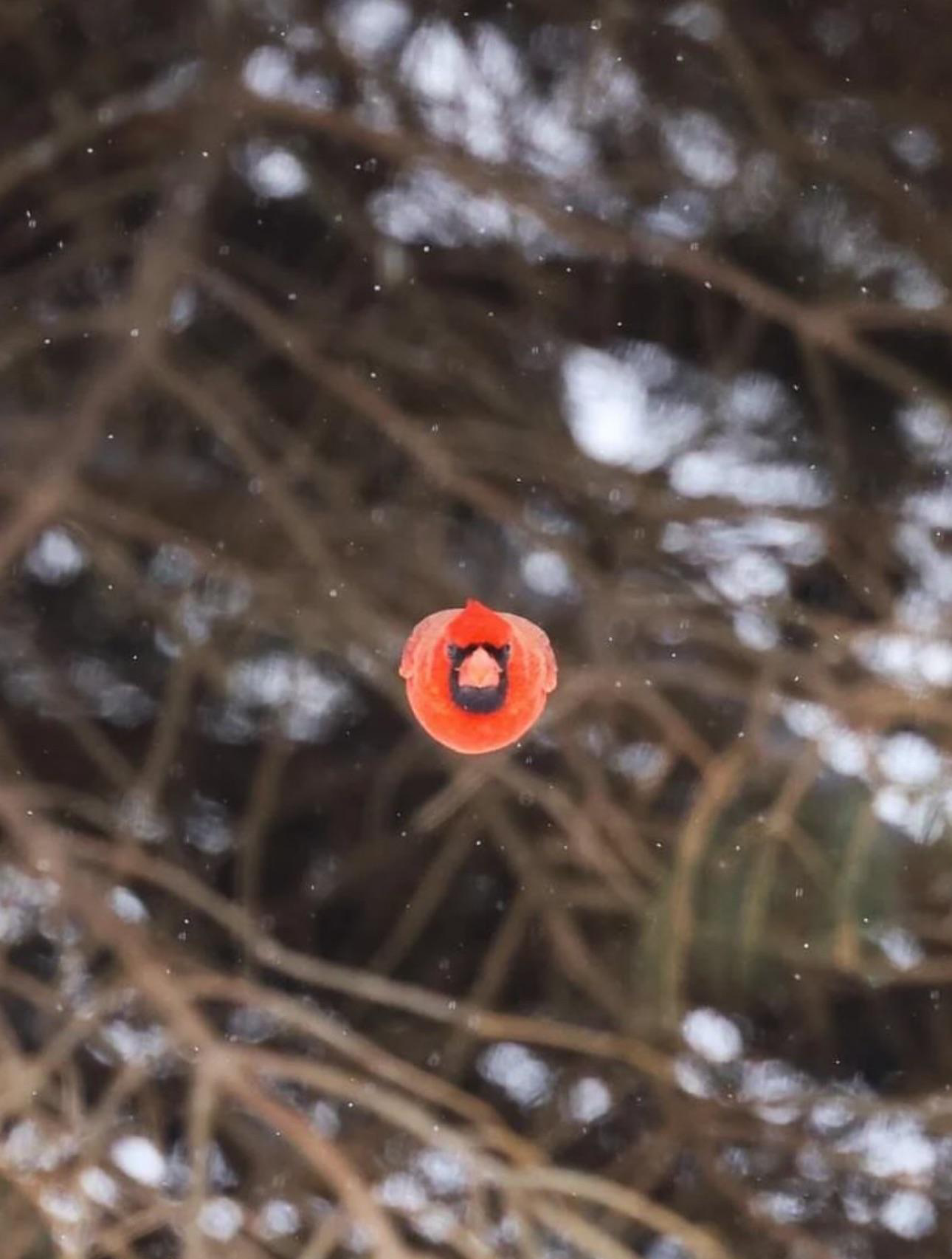 Angry bird | Пикабу